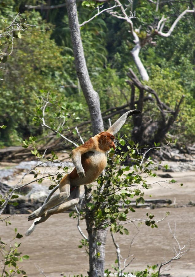 Apen stock foto. Image of sprong, slurf, mangrove, azië - 5563916