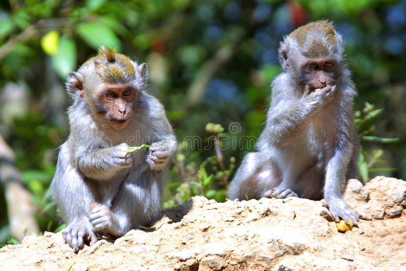 Apen stock foto. Image of deaus, tweeling, eten, openlucht - 778204