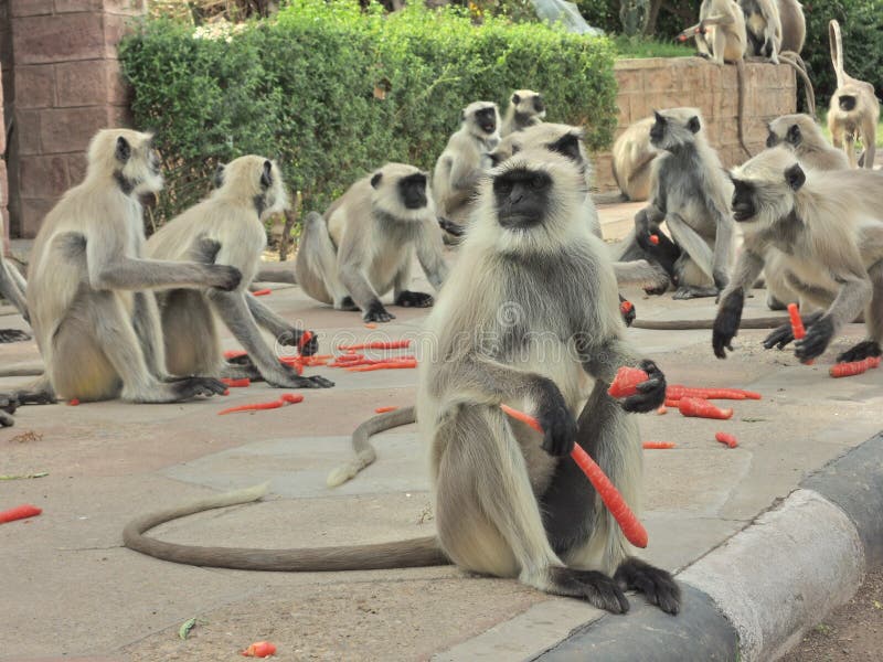 De apen in India stock afbeelding. Afbeelding bestaande uit wild - 23375735
