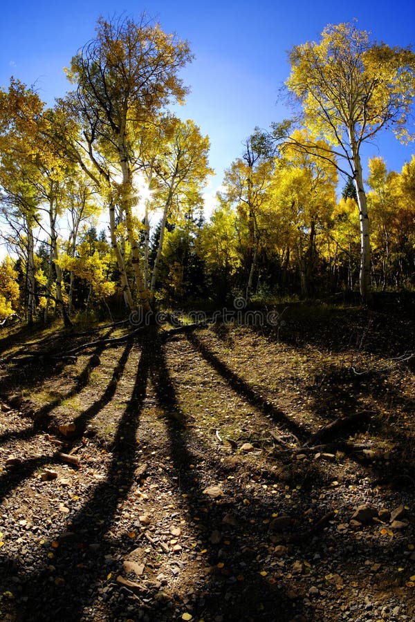 Apen Trees Forest in Autumn Fall Colors with Long Shadows Backlight ...