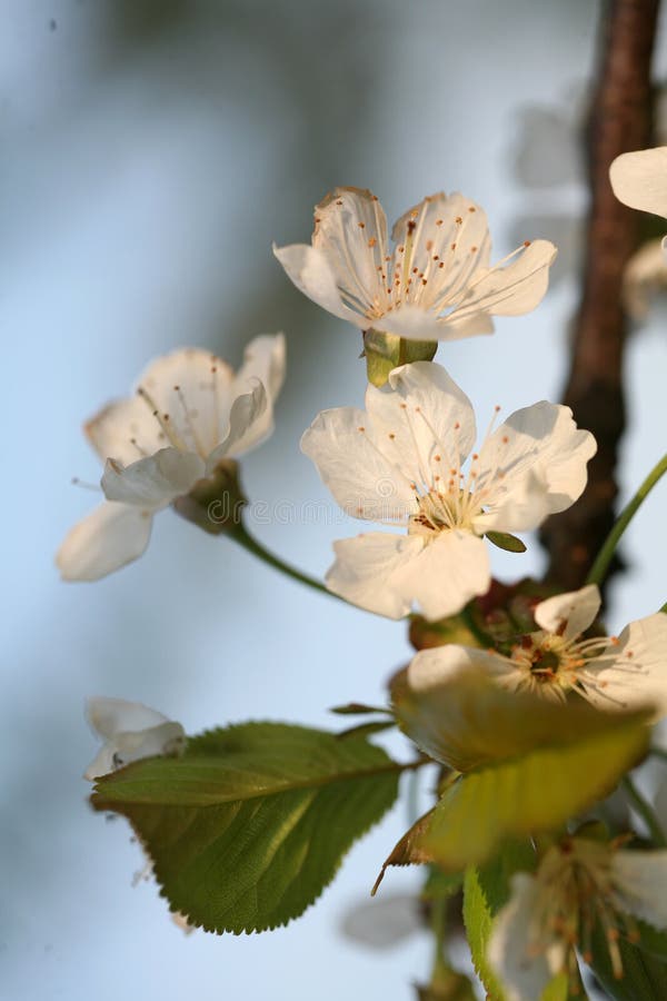 Apenas chovido sobre foto de stock. Imagem de jardinar - 51458270
