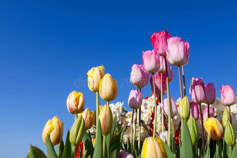 Apenas chovido sobre imagem de stock. Imagem de amarelo - 63858313