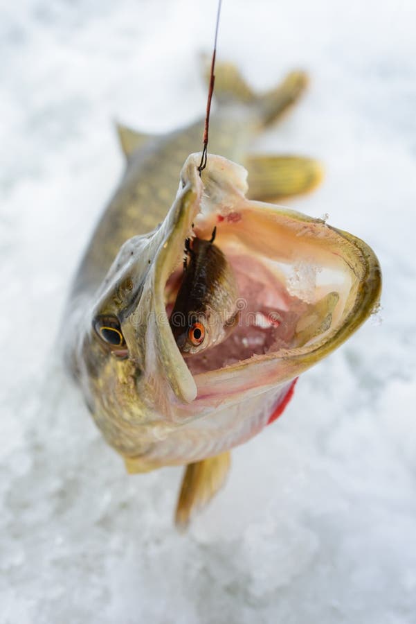 Apenas Pike Travado Com Os Peixes Pequenos Em Sua Boca, Pesca Da Isca ... Apenas Pike Travado Com Os Peixes Pequenos Em Sua Boca, Pesca Da Isca ...