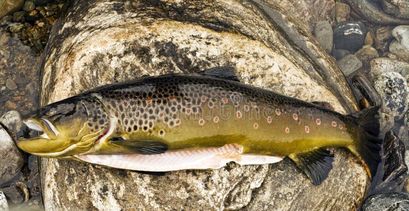 Retrato da truta de Brown foto de stock. Imagem de haste - 4762066
