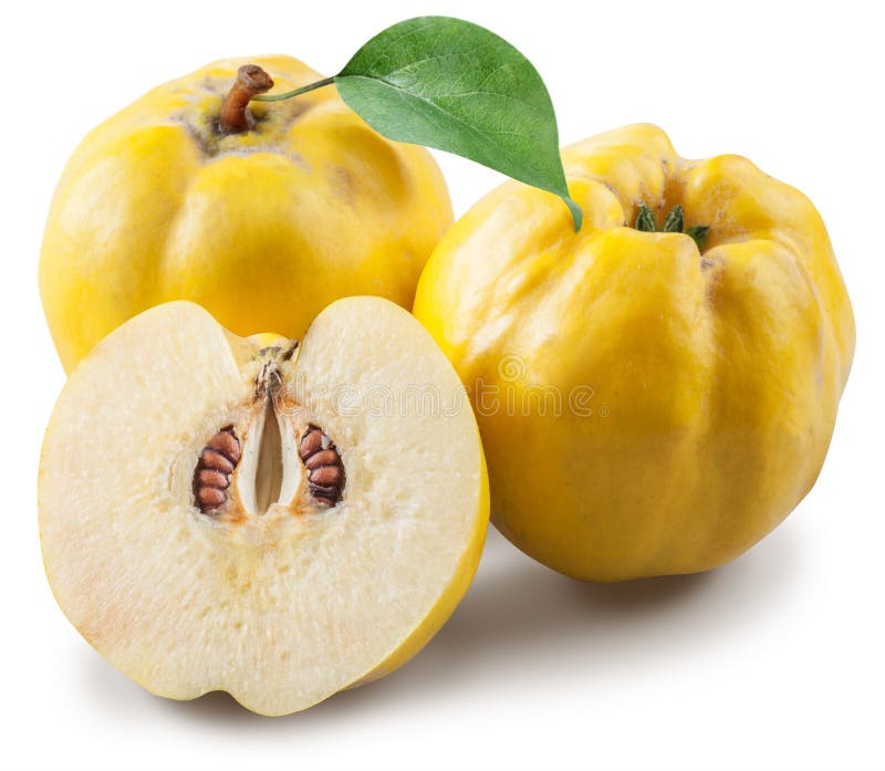 Apfel-Quitte mit Blatt stockbild. Bild von frucht, ausschnitt - 66518889