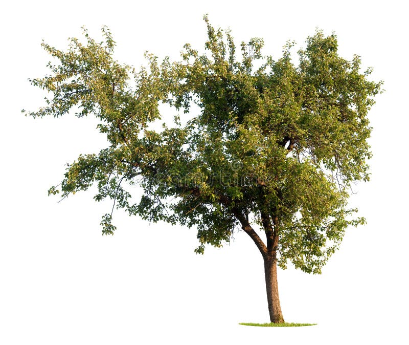 Apfelbaum stockbild. Bild von hintergrund, baum, apfel - 10241829