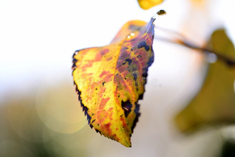 Apfelbaum-Blatt stockfoto. Bild von jahreszeiten, genommen - 81749734