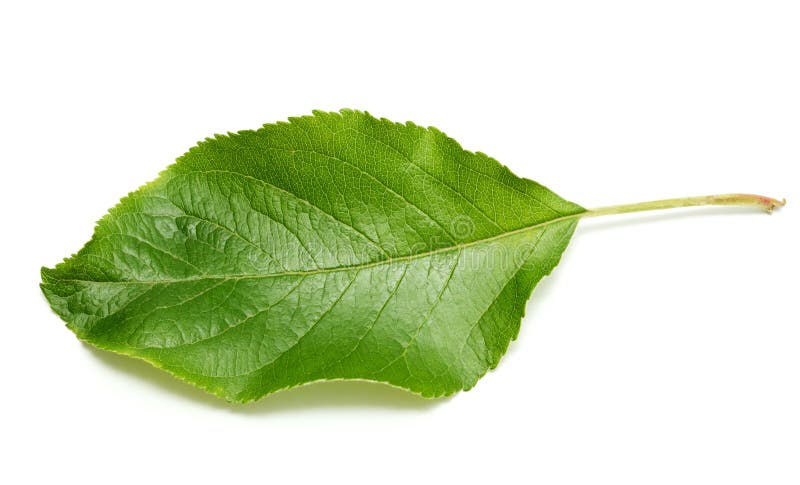 Ein Blatt eines Apfelbaums stockbild. Bild von abschluß - 25105243