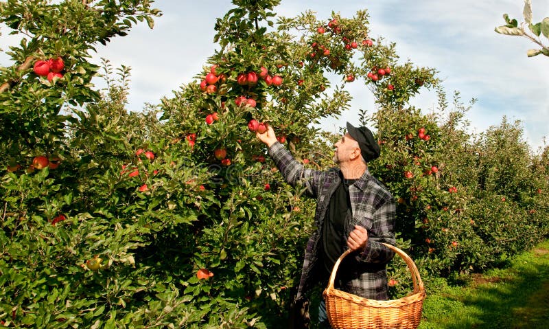 Apfelernte stockfoto. Bild von gras, plantage, frucht - 34278990