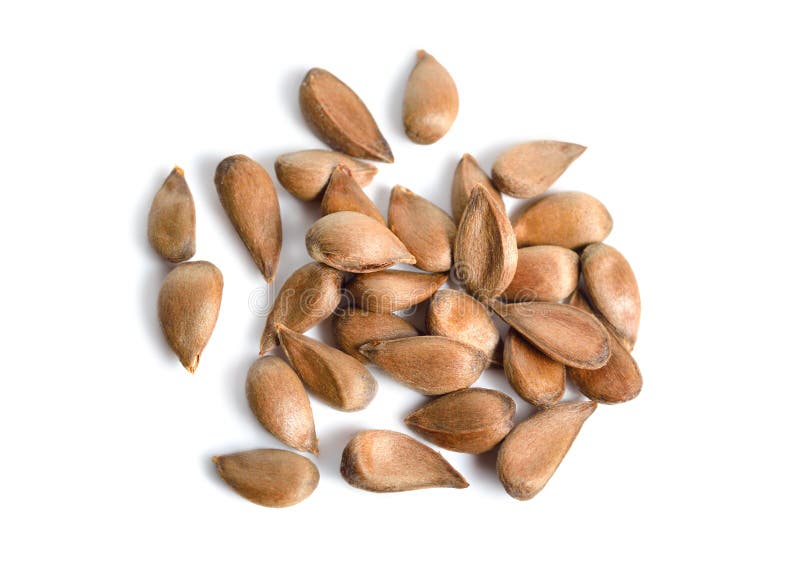 Apfelkerne Oder Steine. Isoliert Auf Weißem Hintergrund Stockbild ...