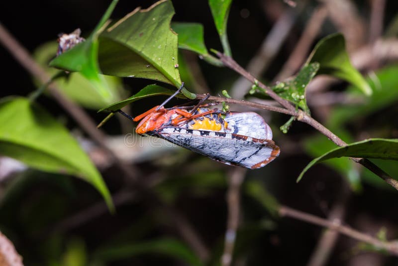 Aphaena Submaculata Lantern Bug Stock Image - Image of nature ...