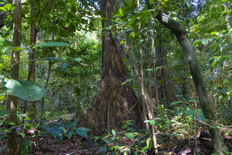 Aphanamixis Polystachya, the Pithraj Tree Stock Photo - Image of ...