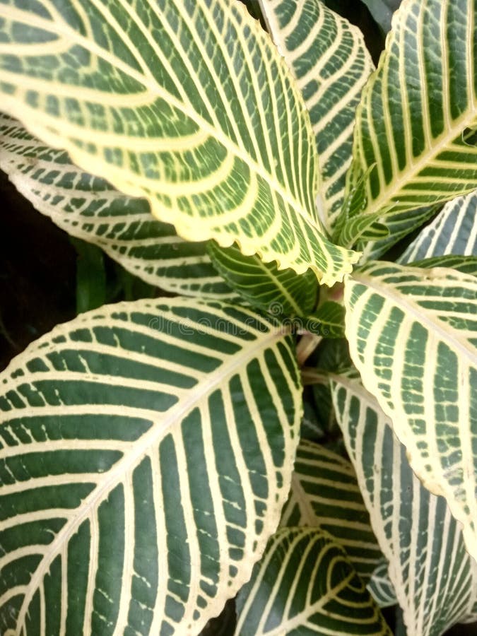 Aphelandra zebra in garden stock photo. Image of jungle - 268372362