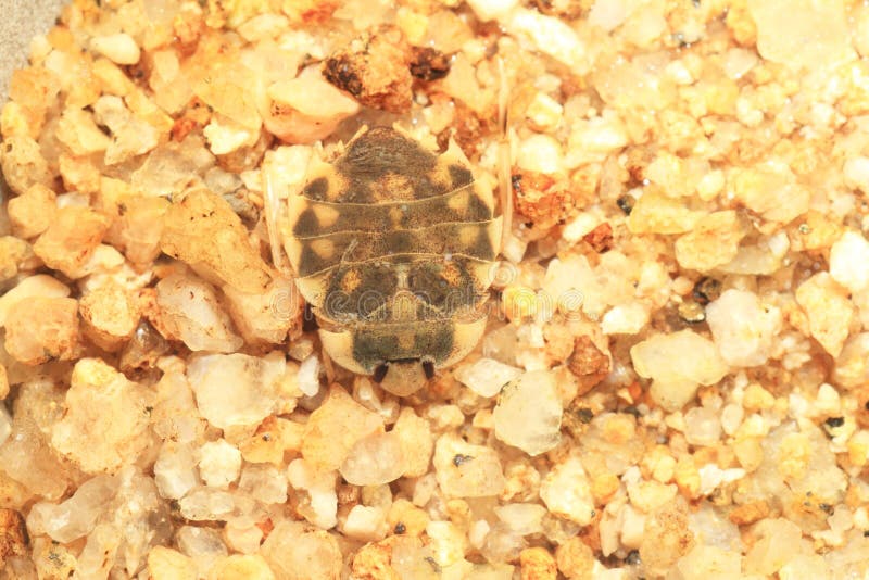 Aphelocheirus nawai bug stock photo. Image of water, stream - 44027290