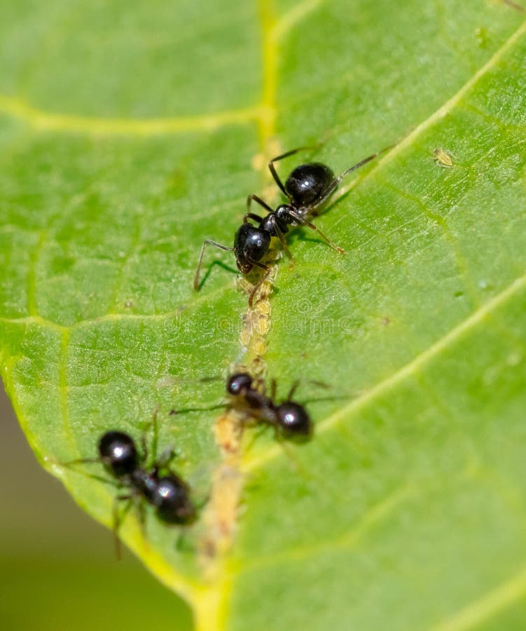 Aphid Ants on a Green Leaf of a Tree. Macro Stock Image - Image of tree ...