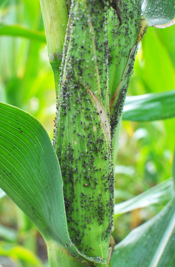 Aphid Aphidoidea on a Green Cob of Corn Stock Photo - Image of ...