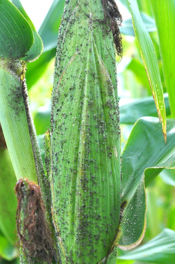 Aphid Aphidoidea on a Green Cob of Corn Stock Image - Image of ...