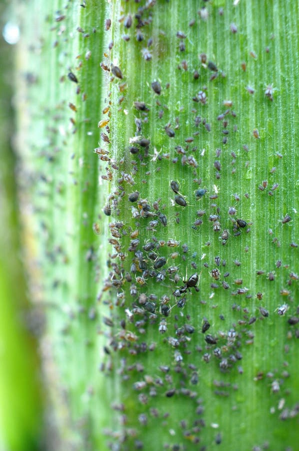 Aphid Aphidoidea on a Green Cob of Corn Stock Image - Image of ...