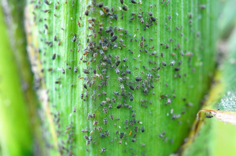 Aphid Aphidoidea on a Green Cob of Corn Stock Image - Image of ...