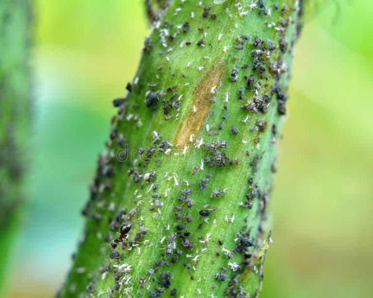 Aphid Aphidoidea on a Green Cob of Corn Stock Photo - Image of adult ...