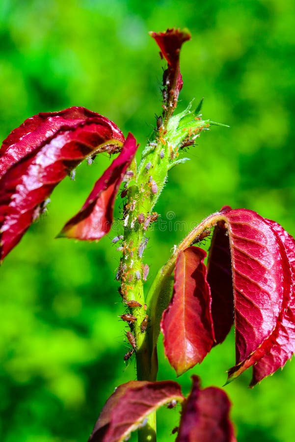 Aphid (Aphidoidea, Hemiptera) - Harmful Blue Insects on the Tip of a ...
