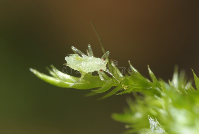 Aphid, Aphidoidea, Sitting on a Plant Stock Photo - Image of searching ...