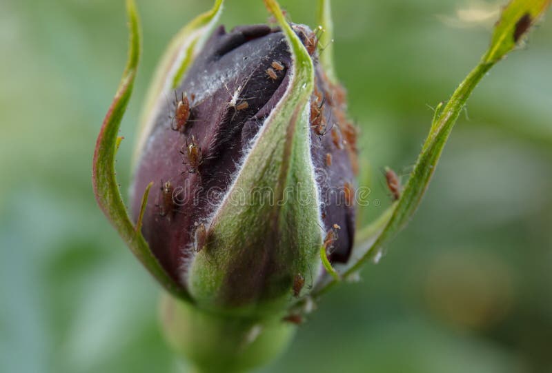 Aphid bugs stock image. Image of common, mollusk, hazard - 184501353