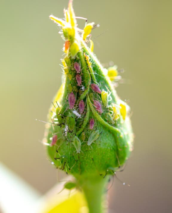 Aphid on a Closed Flower Bud Stock Photo - Image of cucumber, cactus ...