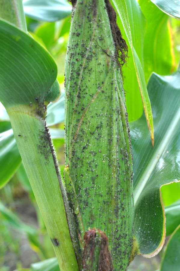 Aphid Aphidoidea on a Green Cob of Corn Stock Image - Image of ...
