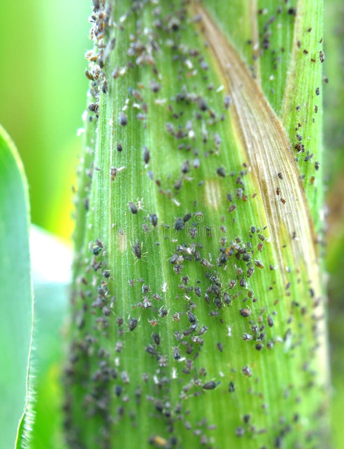 Aphid on a corn cob stock image. Image of corn, green - 267453521