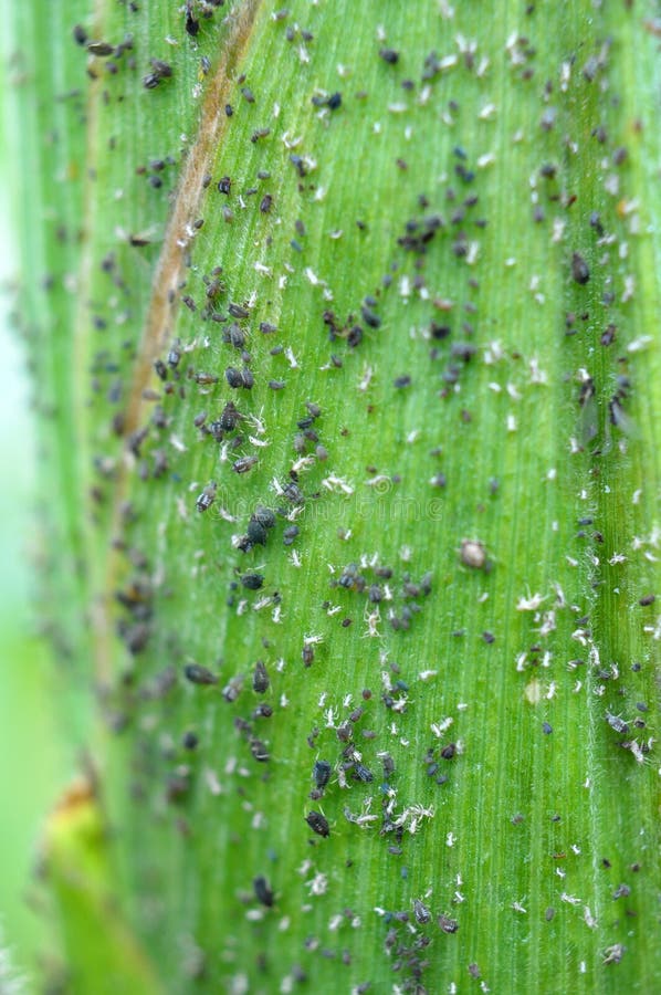 Aphid on a corn cob stock image. Image of critters, detail - 267453523