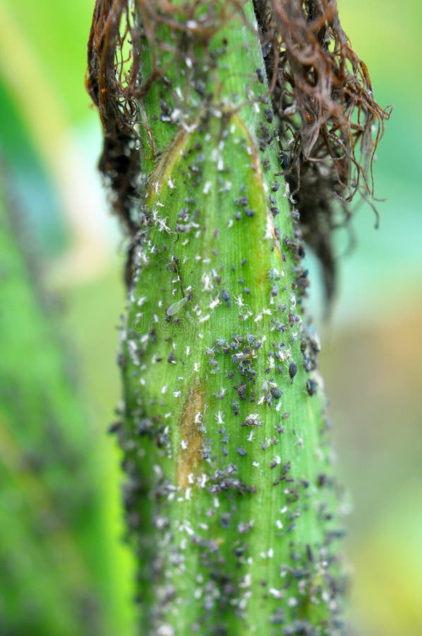 Corn Cob Infested. Corn Field in Summer with Disease Corn Cob in ...