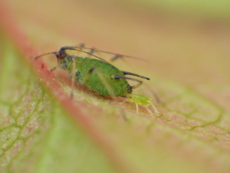 Aphid giving birth stock image. Image of macro, close - 256555081