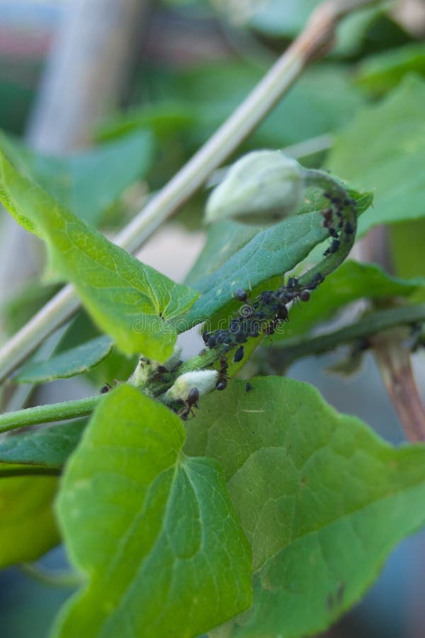 Aphididae, aphidoidea stock photo. Image of close, antennae - 9938542