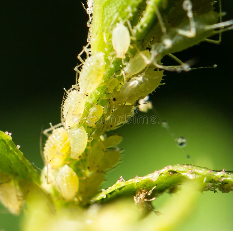 Aphid Infestation stock image. Image of destructive - 104469263
