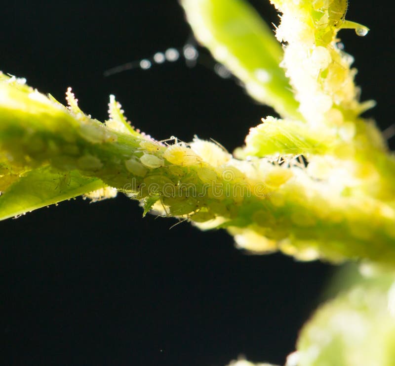 Aphid Infestation stock photo. Image of infestation - 104469222