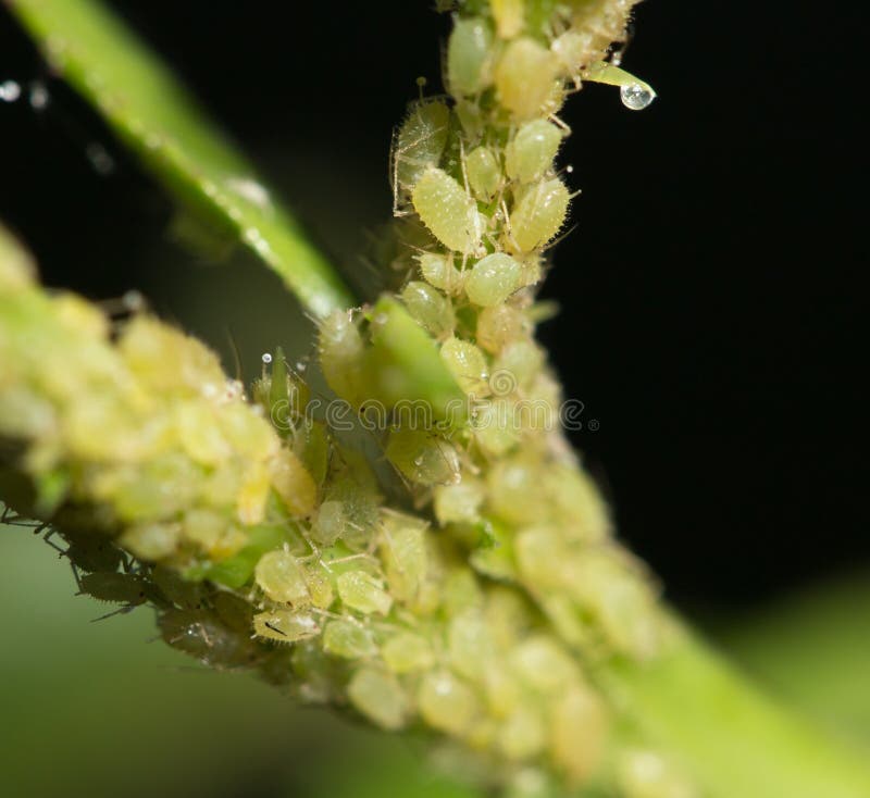 Aphid Infestation stock image. Image of lice, climate - 104469347