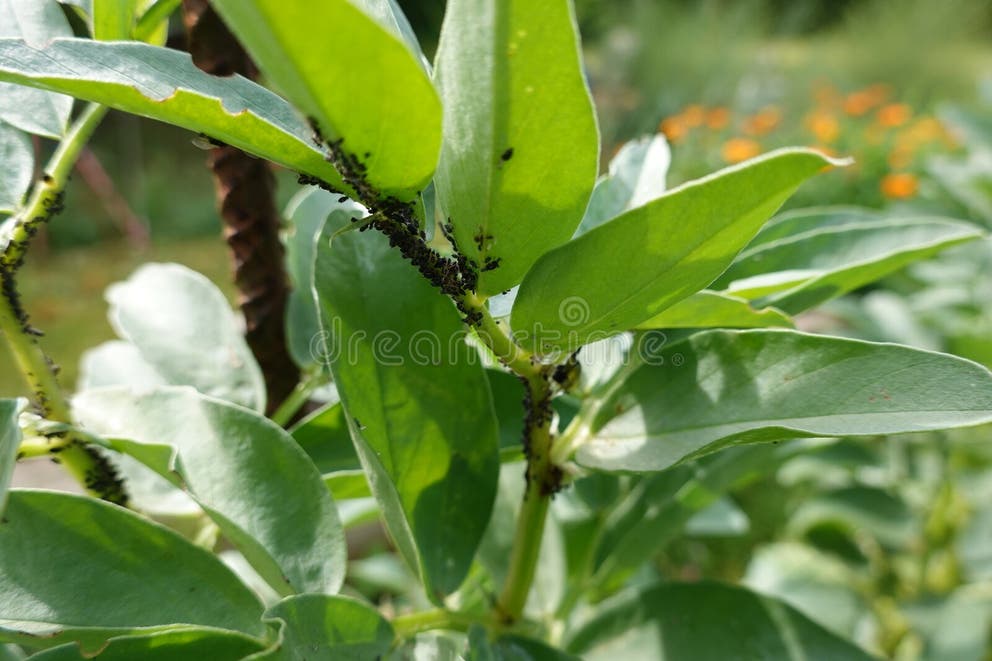Aphid Infestation of Broad Bean Crop. Aphid Attack in the Backyard ...