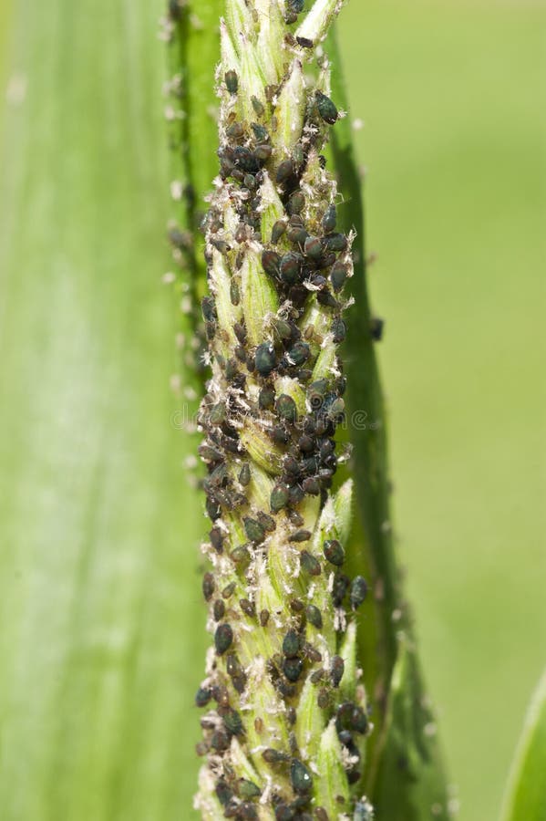 Aphid Infestation on Corn Plant Stock Photo - Image of black ...