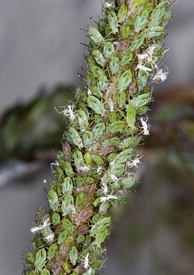 Aphid infestation stock photo. Image of aphids, feed - 248476172