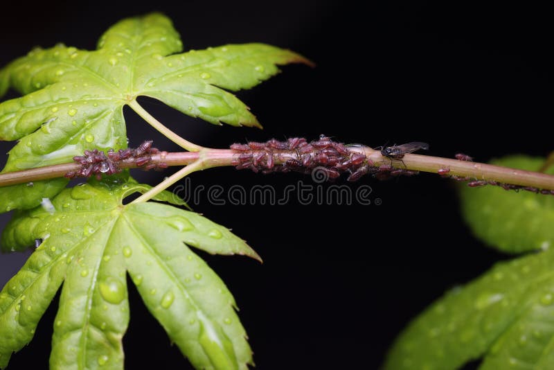 Aphid Infestation on Maple Leaf Branch with Dew Drops Stock Photo ...