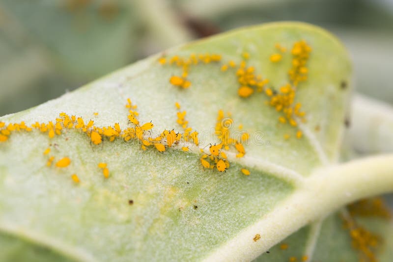Aphid Infestation of Garden Plant Stock Photo - Image of green, corn ...