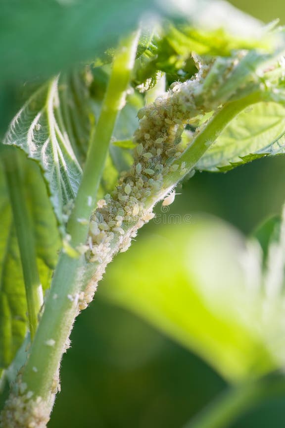 Aphid Infestation stock image. Image of destruct, mealy - 55622335