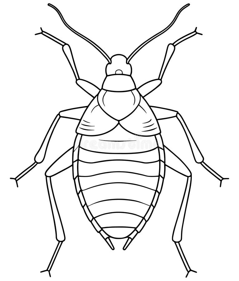 Aphid Insect Drawing for Bug Learning and Coloring Activities Stock ...
