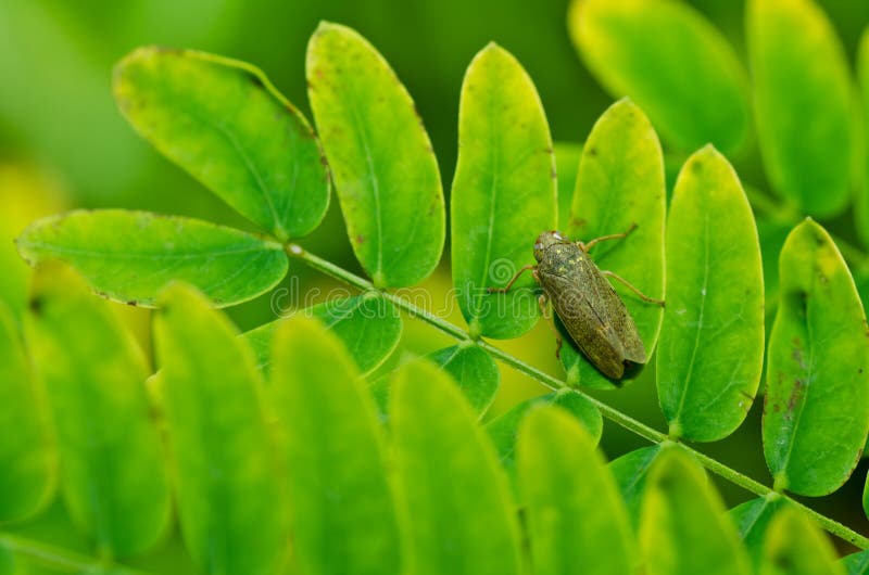 Aphid Insect in Green Nature Stock Image - Image of biological, aphis ...