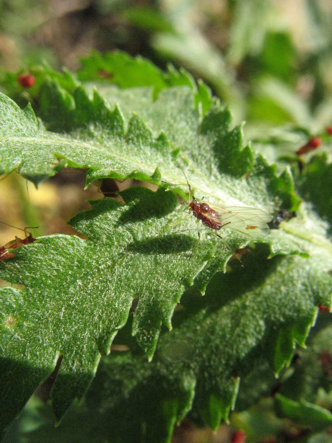 Aphid insect on leaf stock photo. Image of aphid, hemiptera - 69007296