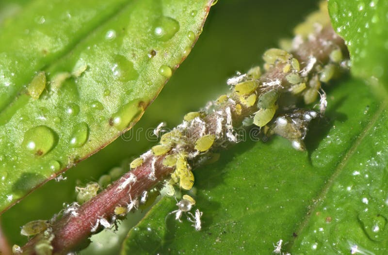 Aphid insects on a branch stock image. Image of drops - 177099793