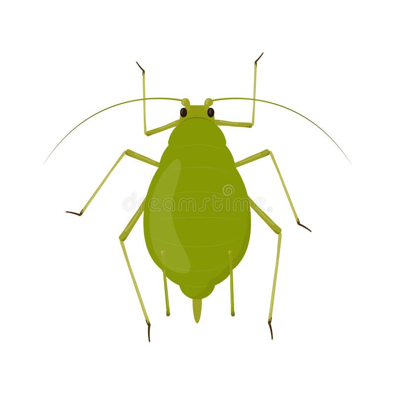 Aphid Pest Vector Illustration Stock Vector - Illustration of drawing ...