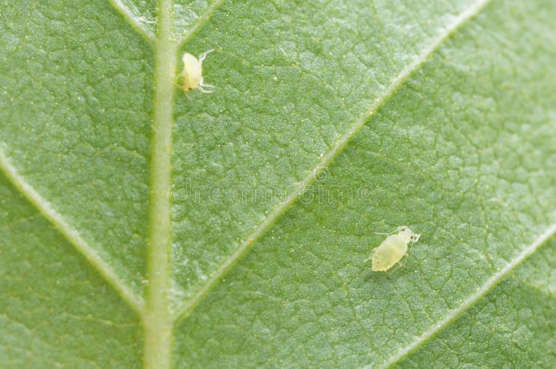 Aphid on leaf stock image. Image of greenfly, aphidoidea - 123550069