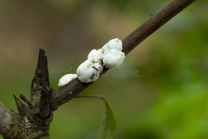 Aphid on the Longan Pests that Suck Food from Trees Stock Photo - Image ...